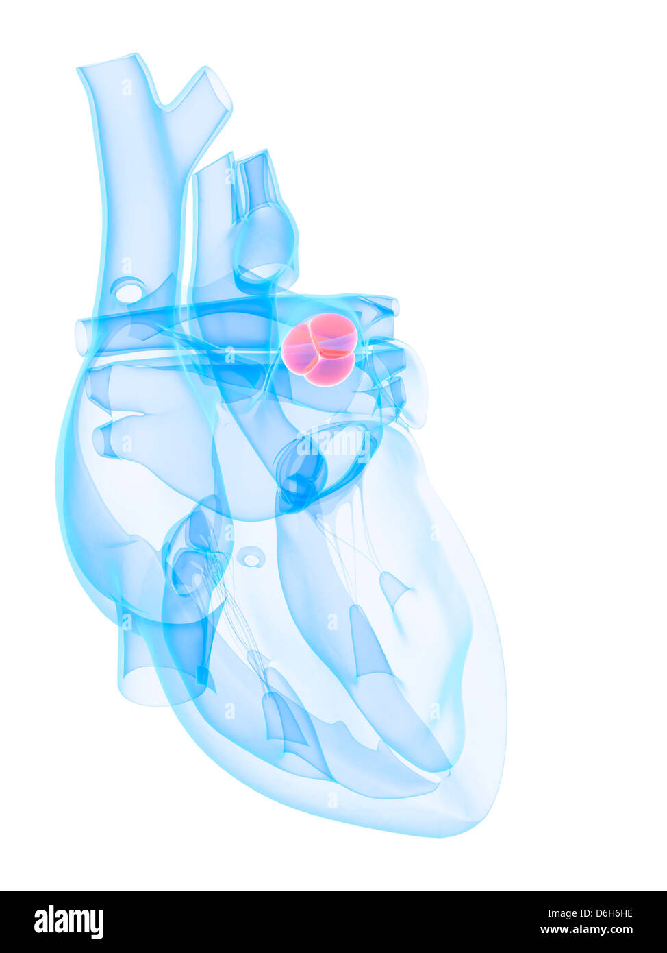 Aortic valve, artwork Stock Photo - Alamy