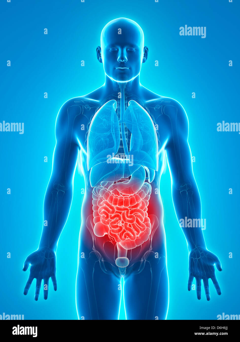 Man pain intestine hi-res stock photography and images - Alamy