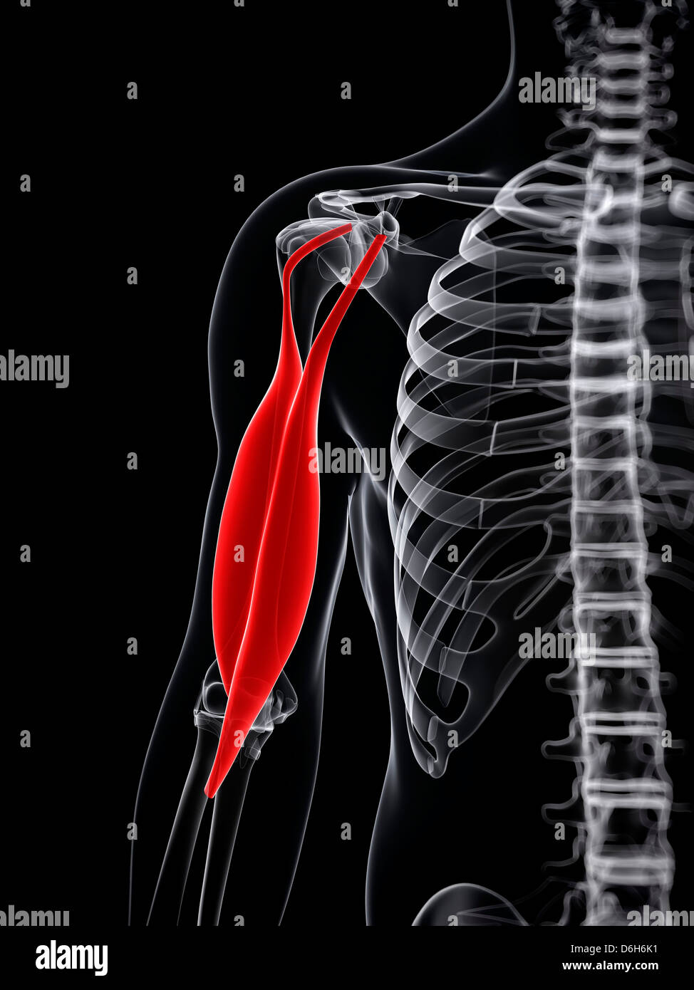 Arm muscle, artwork Stock Photo - Alamy