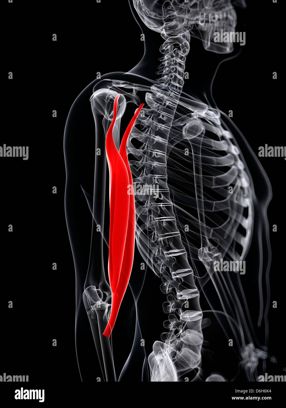 Arm muscle, artwork Stock Photo - Alamy