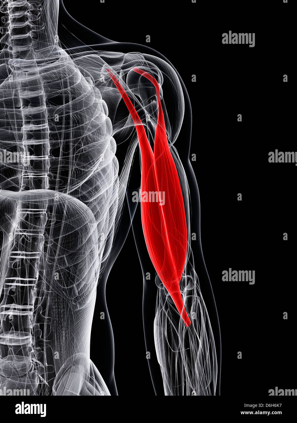 Arm muscle, artwork Stock Photo - Alamy