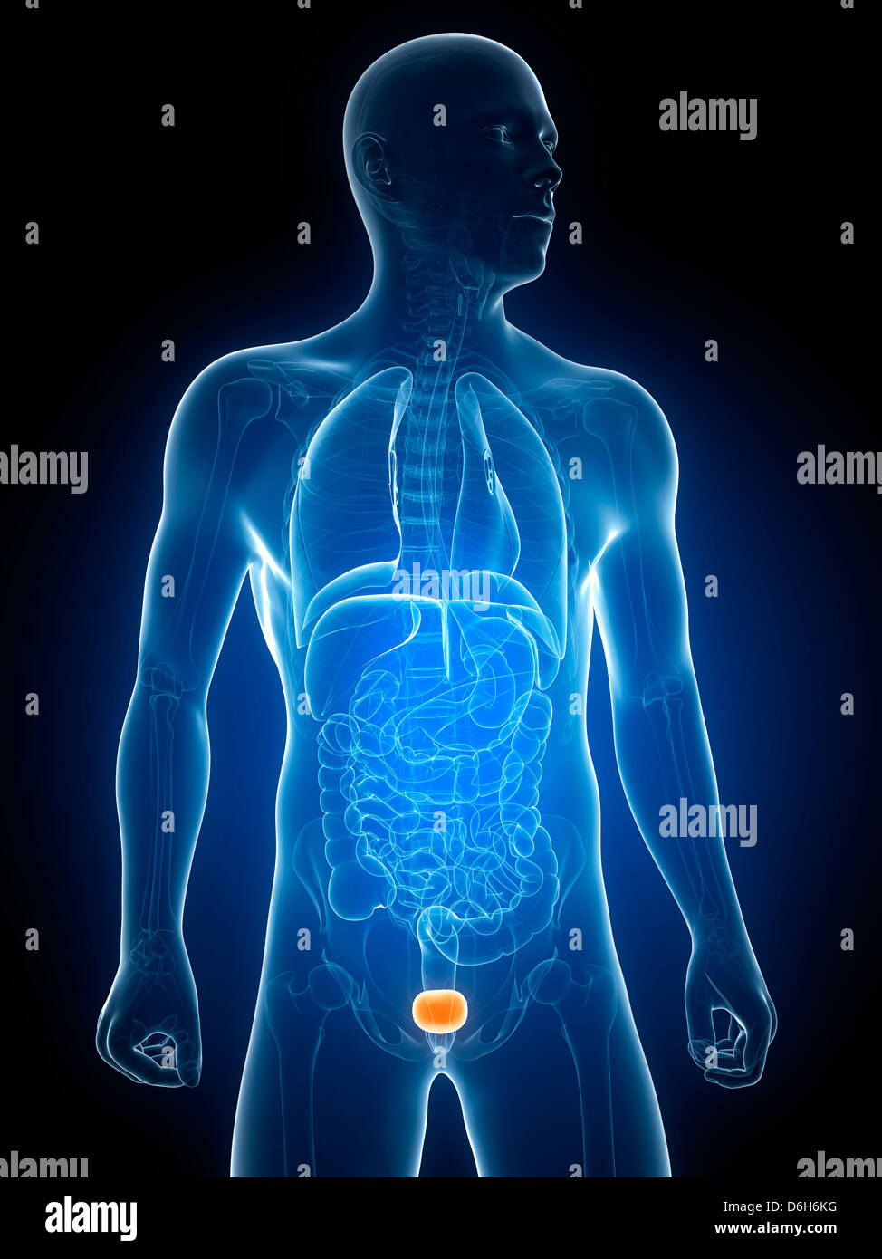 Healthy bladder hi-res stock photography and images - Alamy