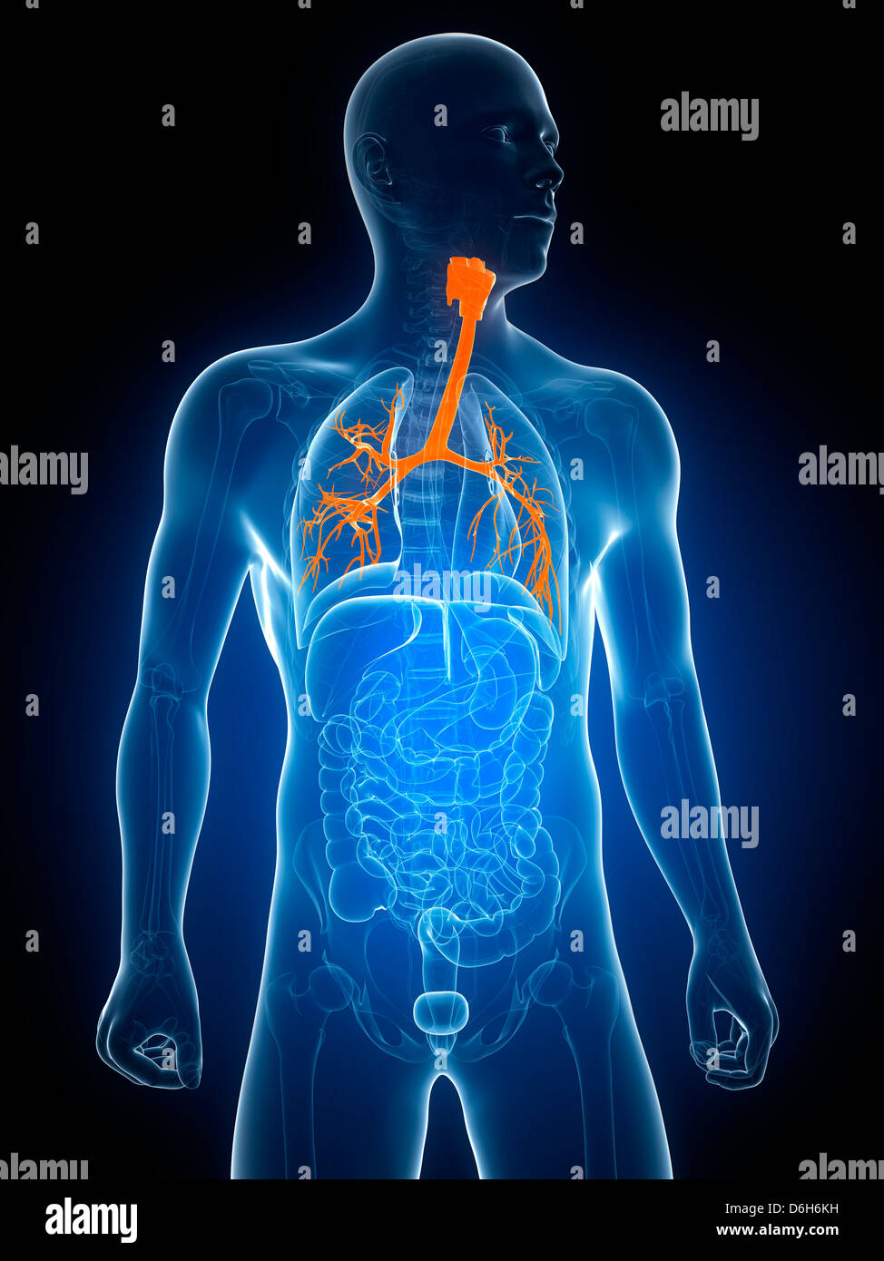 Healthy bronchi, artwork Stock Photo - Alamy