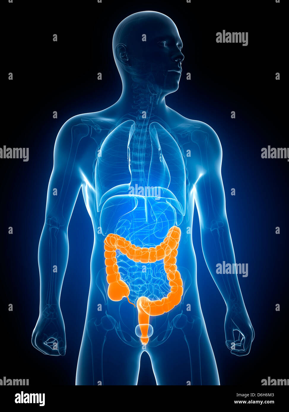 Healthy large intestine, artwork Stock Photo - Alamy