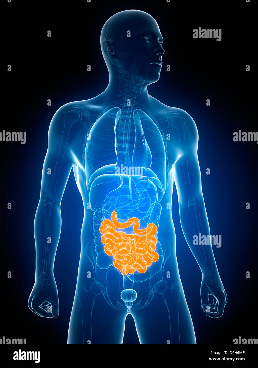 Healthy small intestine, artwork Stock Photo - Alamy