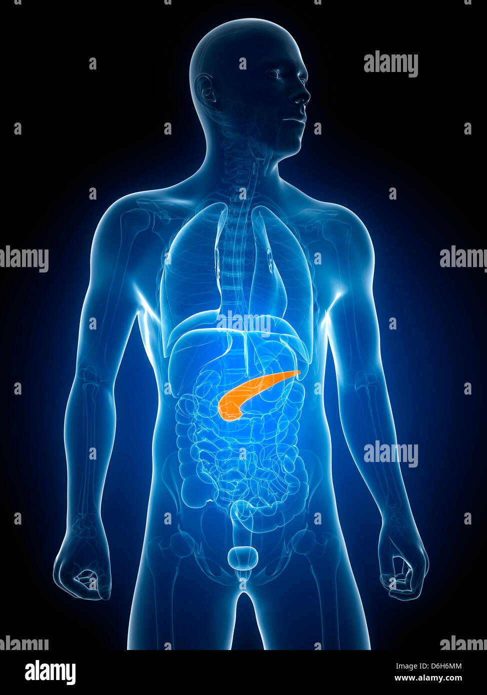 Healthy pancreas artwork hi-res stock photography and images - Alamy