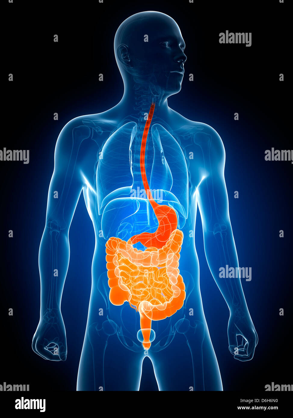 Healthy digestive system, artwork Stock Photo - Alamy