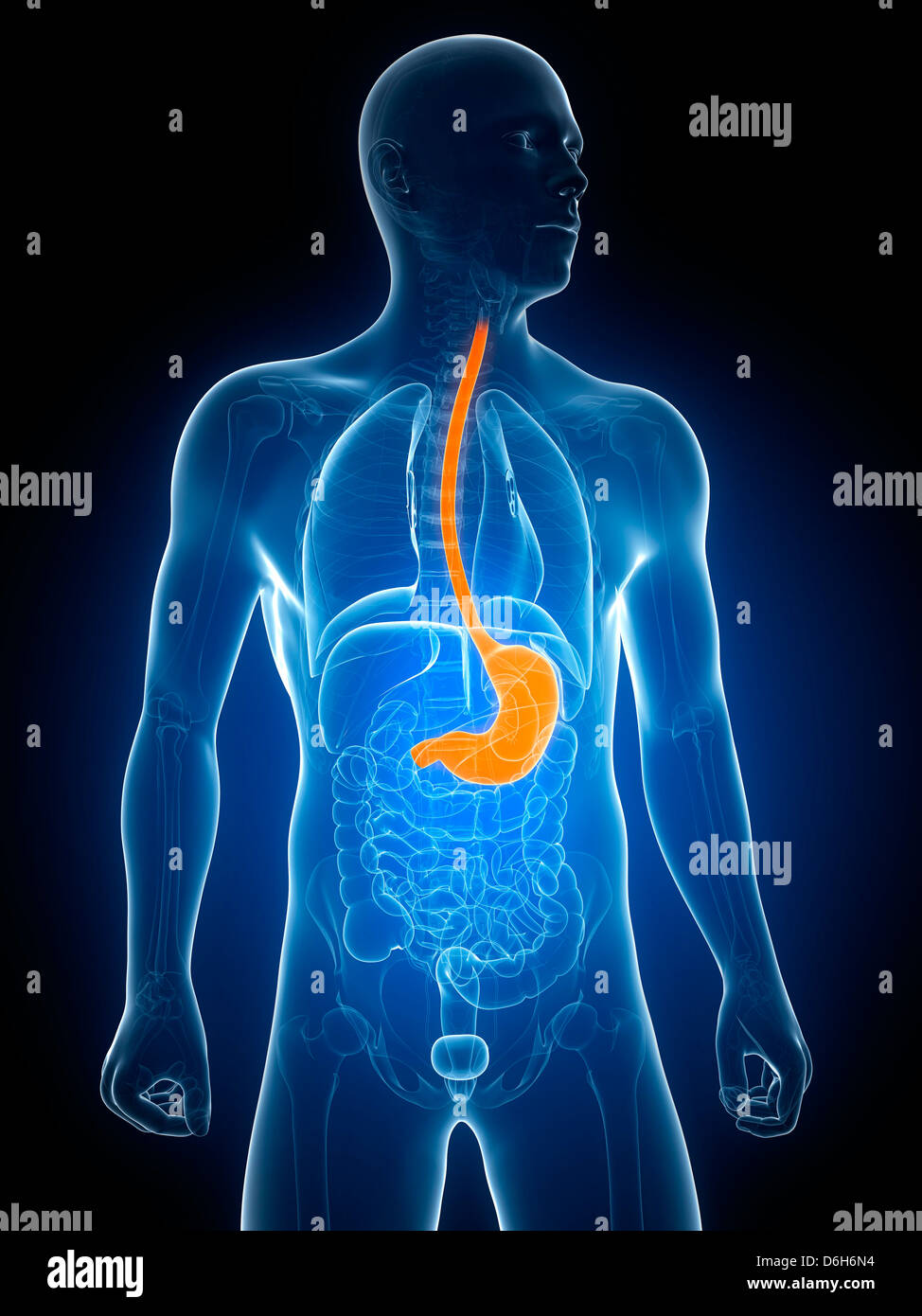 Healthy stomach, artwork Stock Photo - Alamy