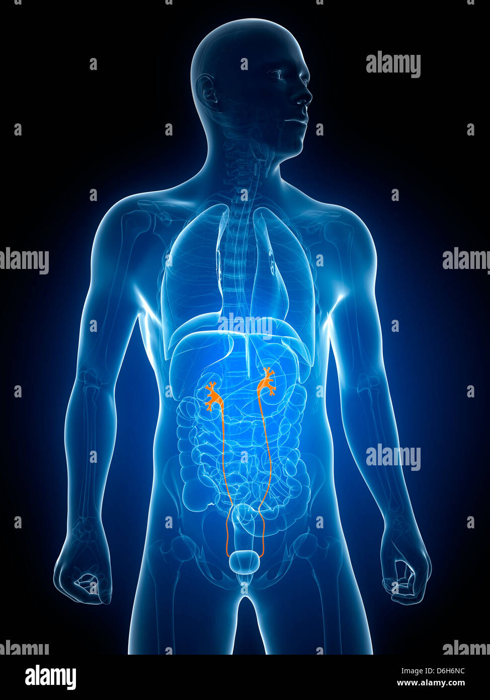 Ureters hi-res stock photography and images - Alamy