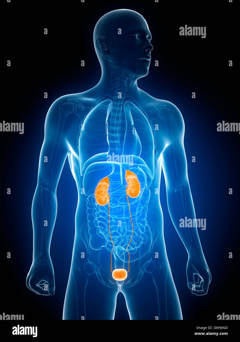Healthy urinary system hi-res stock photography and images - Alamy