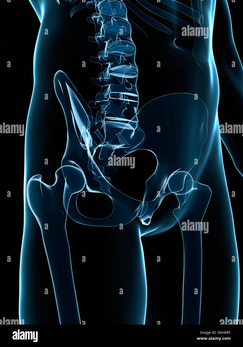 Male pelvis skeleton hi-res stock photography and images - Alamy