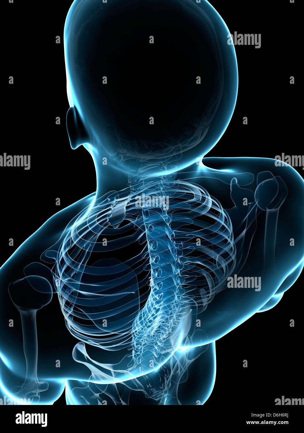 Rear three quarter view head skeleton hi-res stock photography and ...