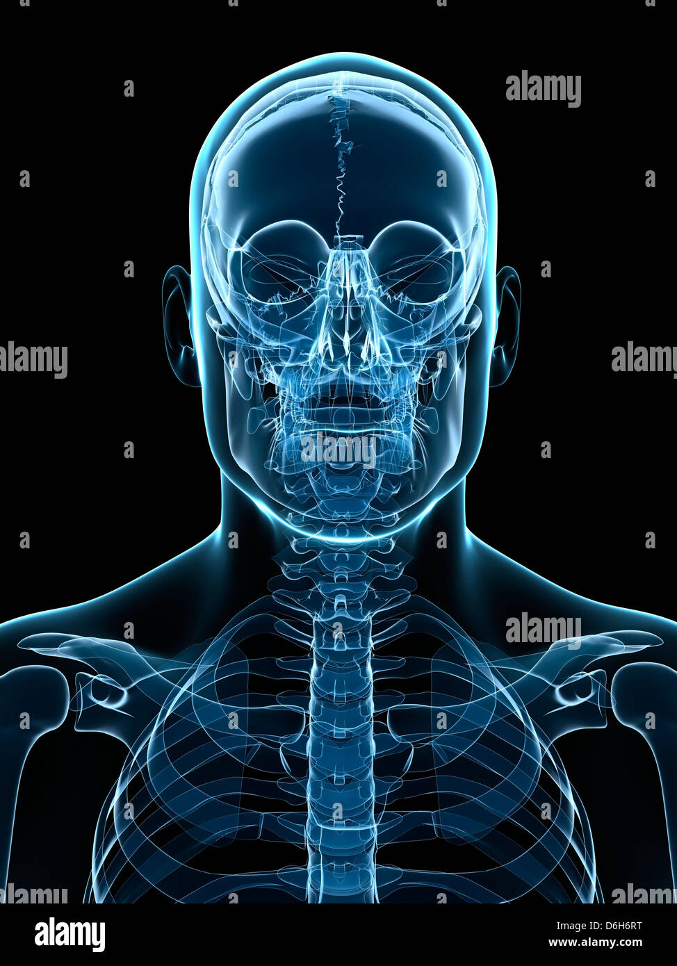 Male skeleton, artwork Stock Photo - Alamy