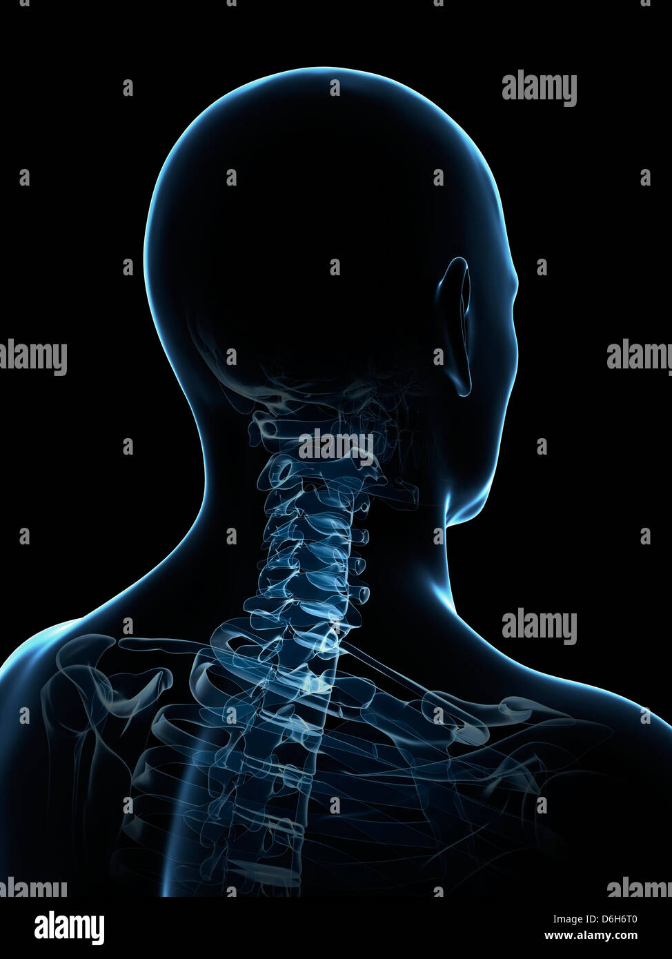 Rear three quarter view head skeleton hi-res stock photography and ...