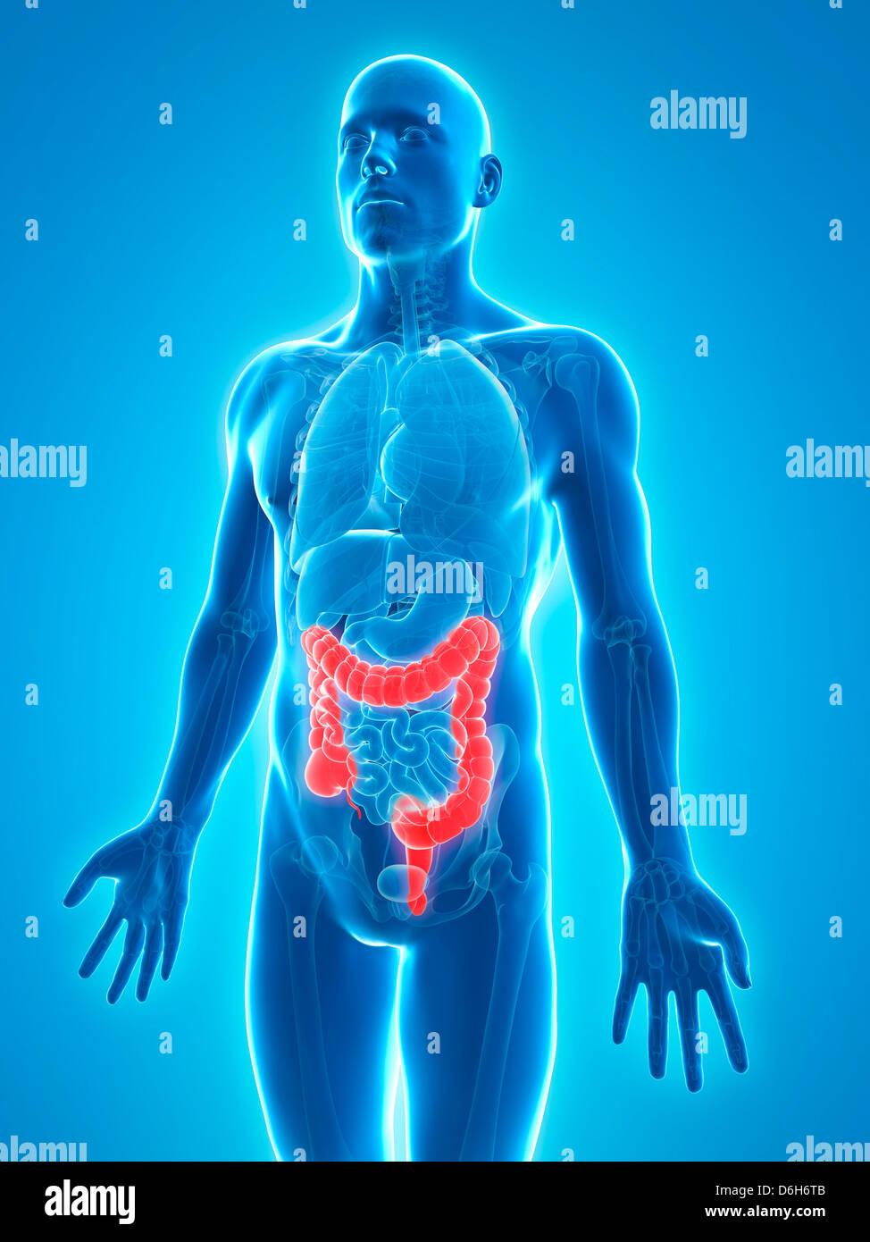 Male Large Intestine High Resolution Stock Photography and Images - Alamy