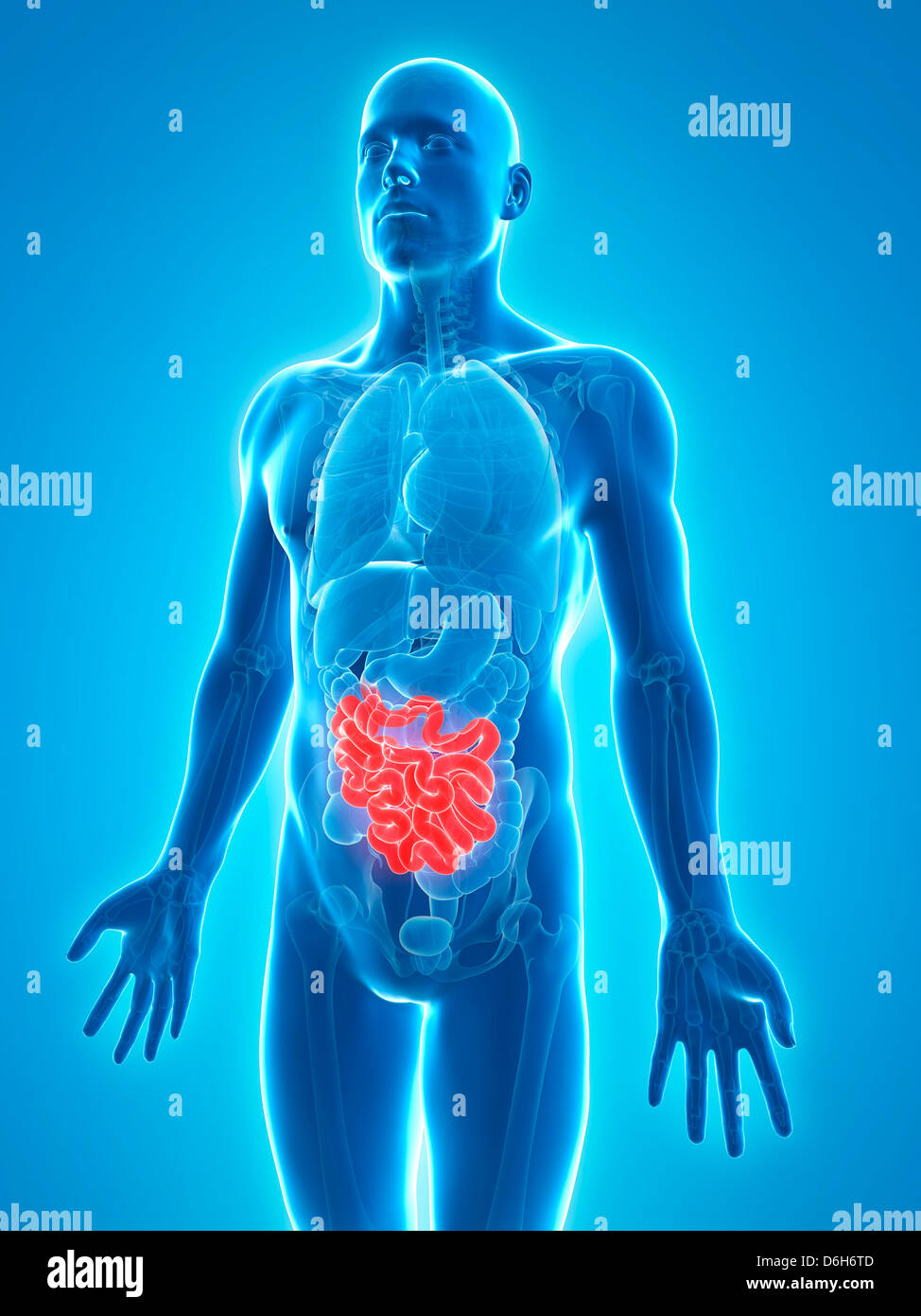 Healthy small intestine, artwork Stock Photo - Alamy
