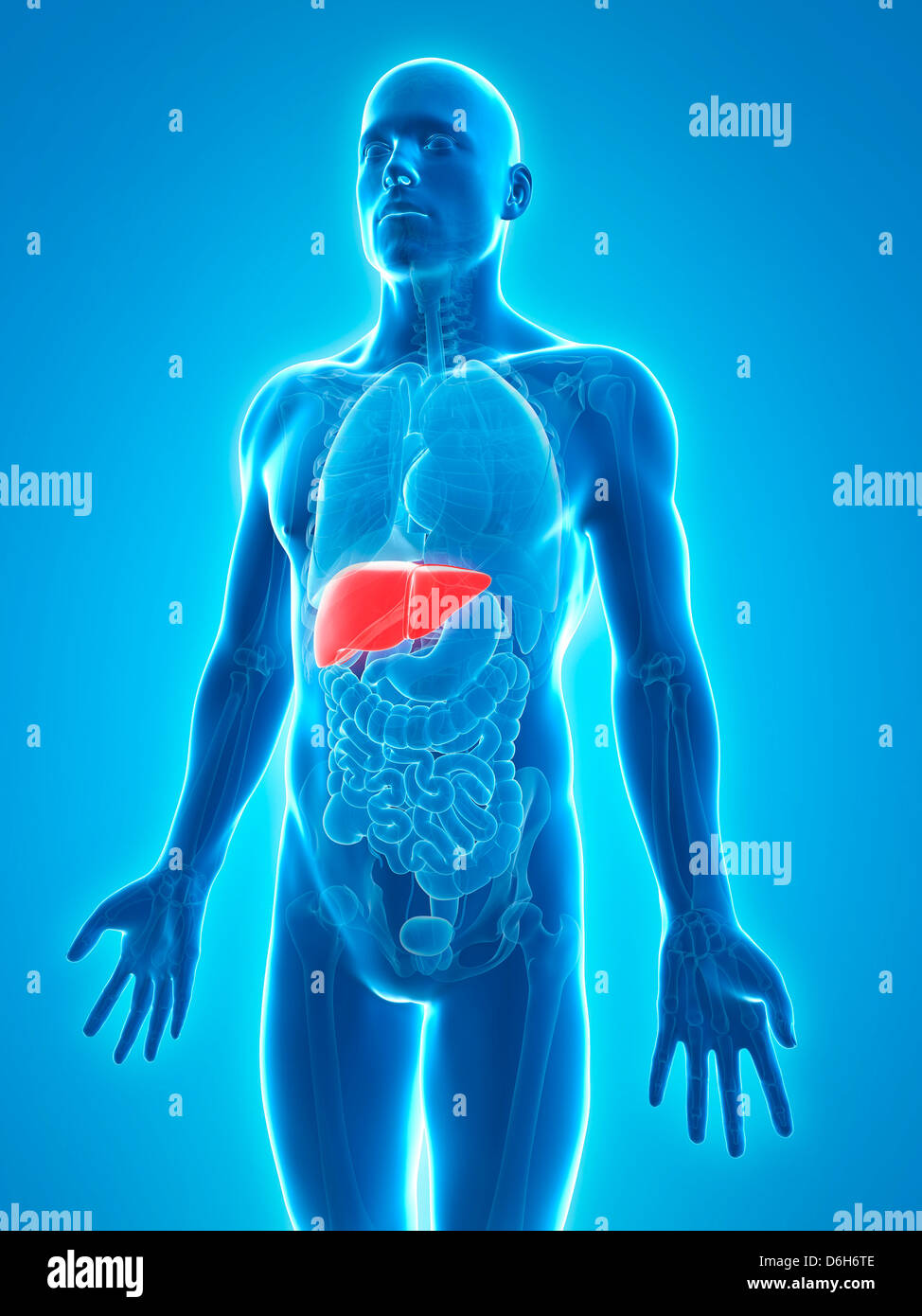 Healthy liver, artwork Stock Photo - Alamy