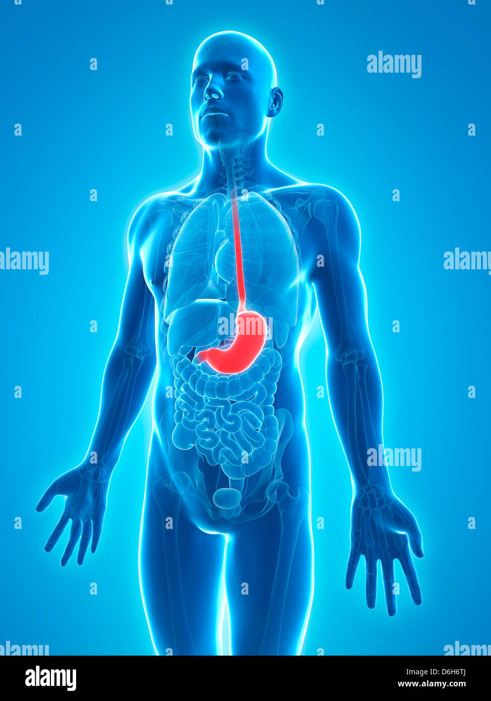 Healthy stomach, artwork Stock Photo - Alamy