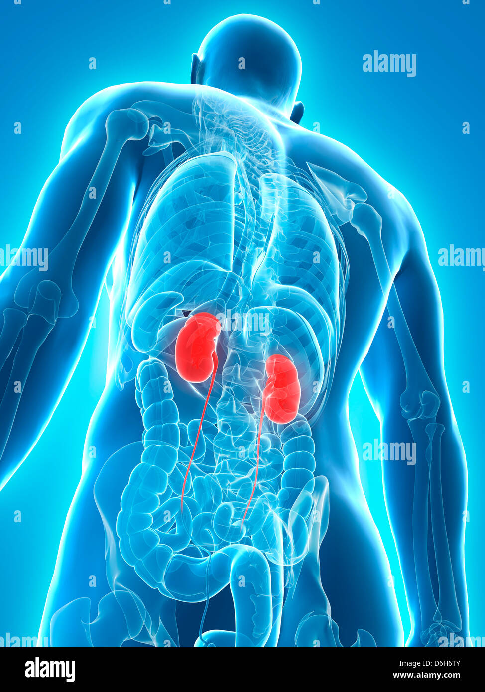 Healthy kidneys hi-res stock photography and images - Alamy