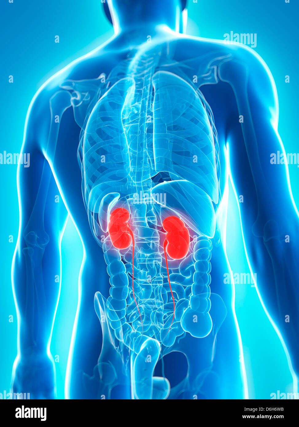 Healthy kidneys hi-res stock photography and images - Alamy