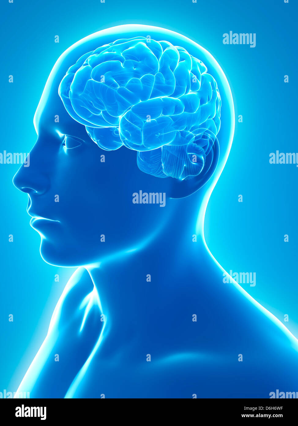 Healthy brain, artwork Stock Photo - Alamy
