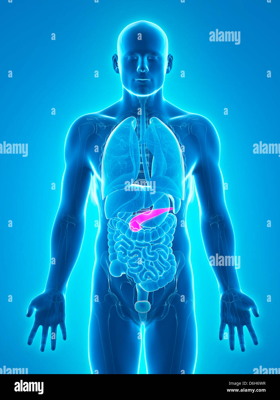 Healthy pancreas hi-res stock photography and images - Alamy