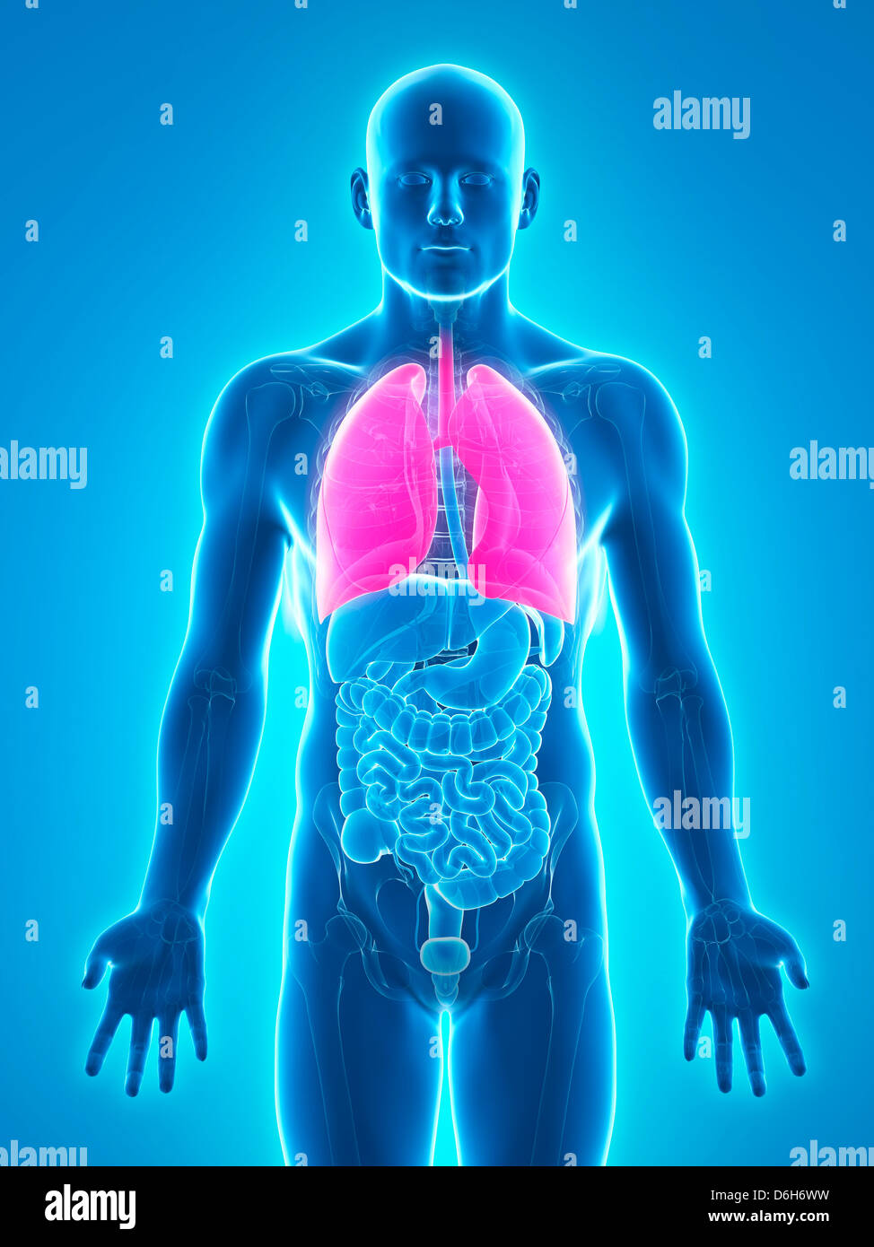 Healthy lungs, artwork Stock Photo - Alamy