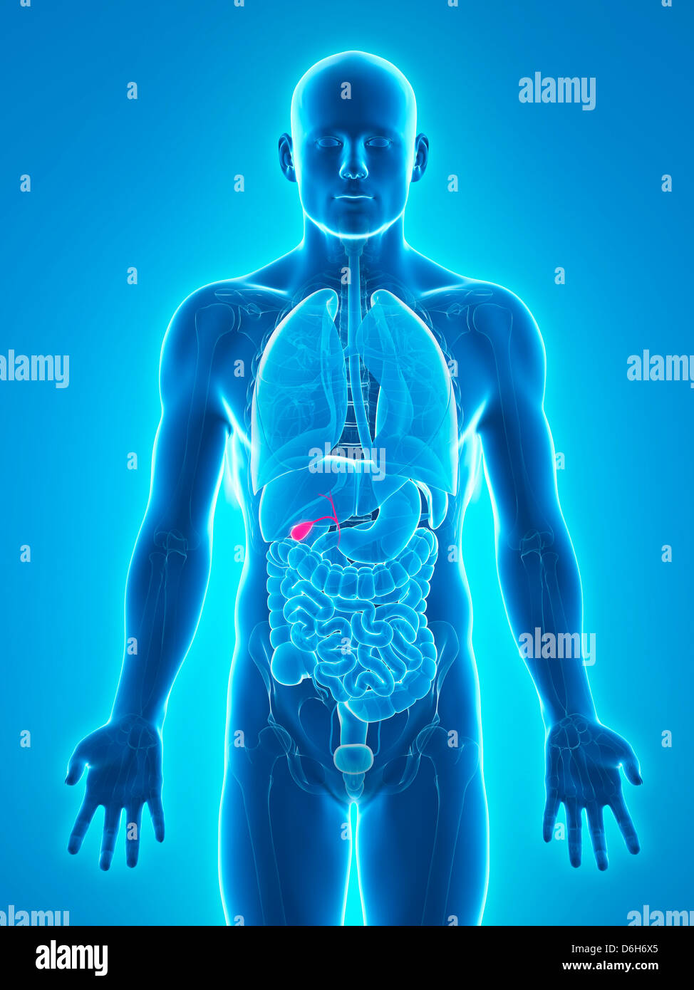 Healthy gallbladder, artwork Stock Photo - Alamy