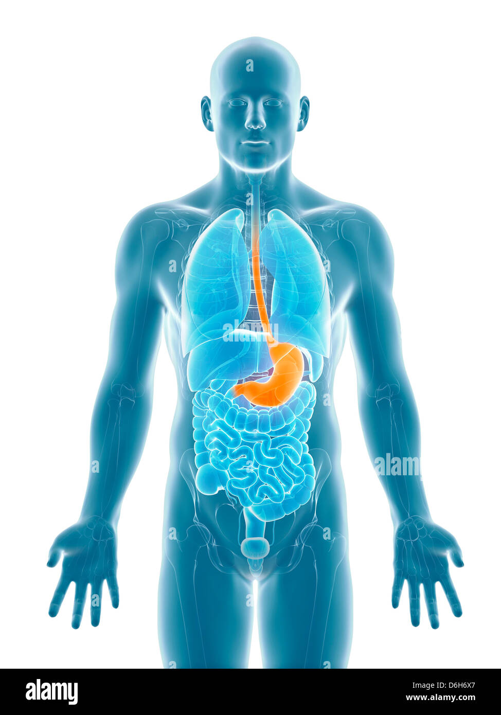 Healthy stomach, artwork Stock Photo - Alamy