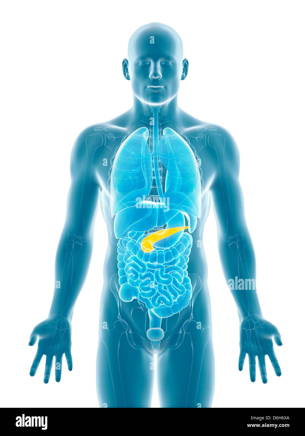 Healthy pancreas, artwork Stock Photo - Alamy