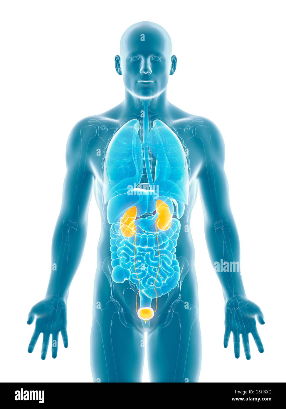 Healthy urinary system, artwork Stock Photo - Alamy