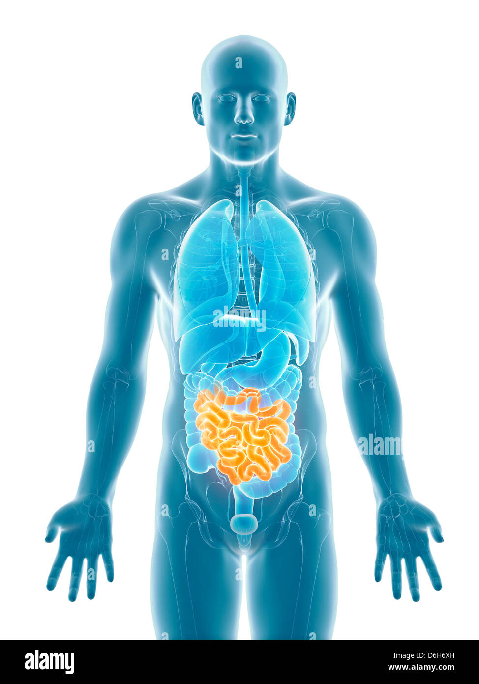 Healthy small intestine, artwork Stock Photo - Alamy