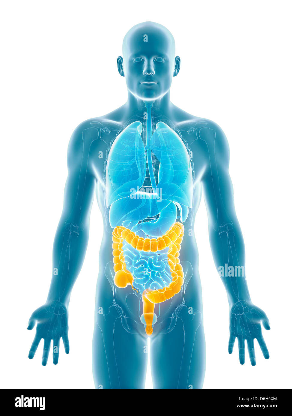 Healthy large intestine, artwork Stock Photo - Alamy