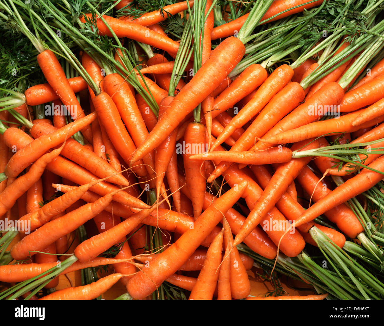 Carrots with tops Stock Photo - Alamy