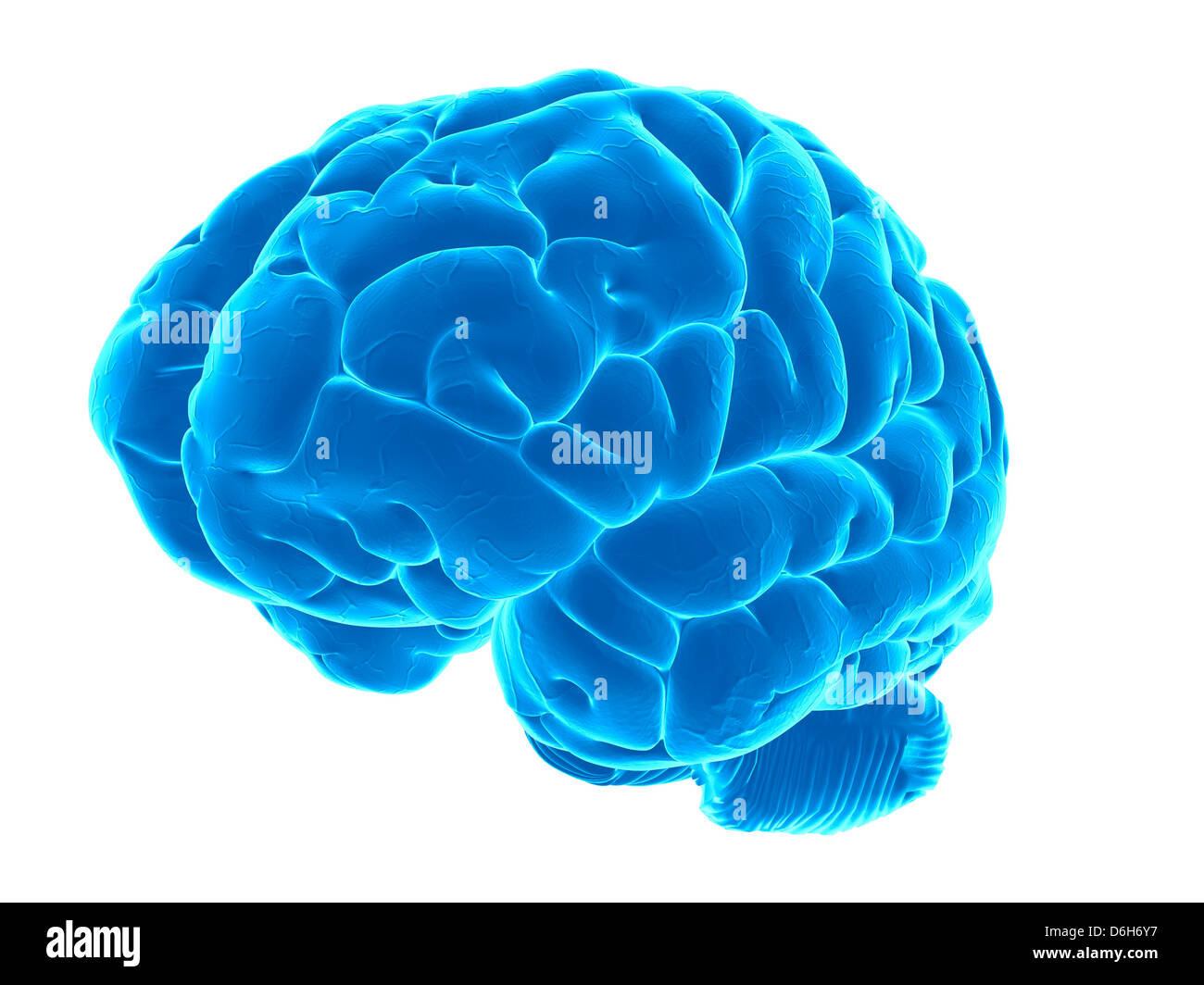 Illustration Of Human Brain Cut Out Stock Images & Pictures - Alamy