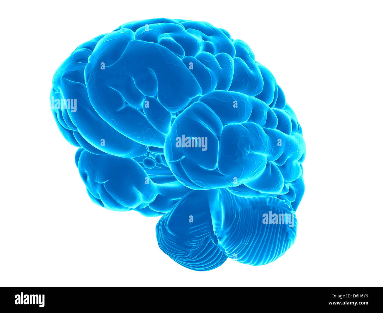 Human brain, artwork Stock Photo - Alamy