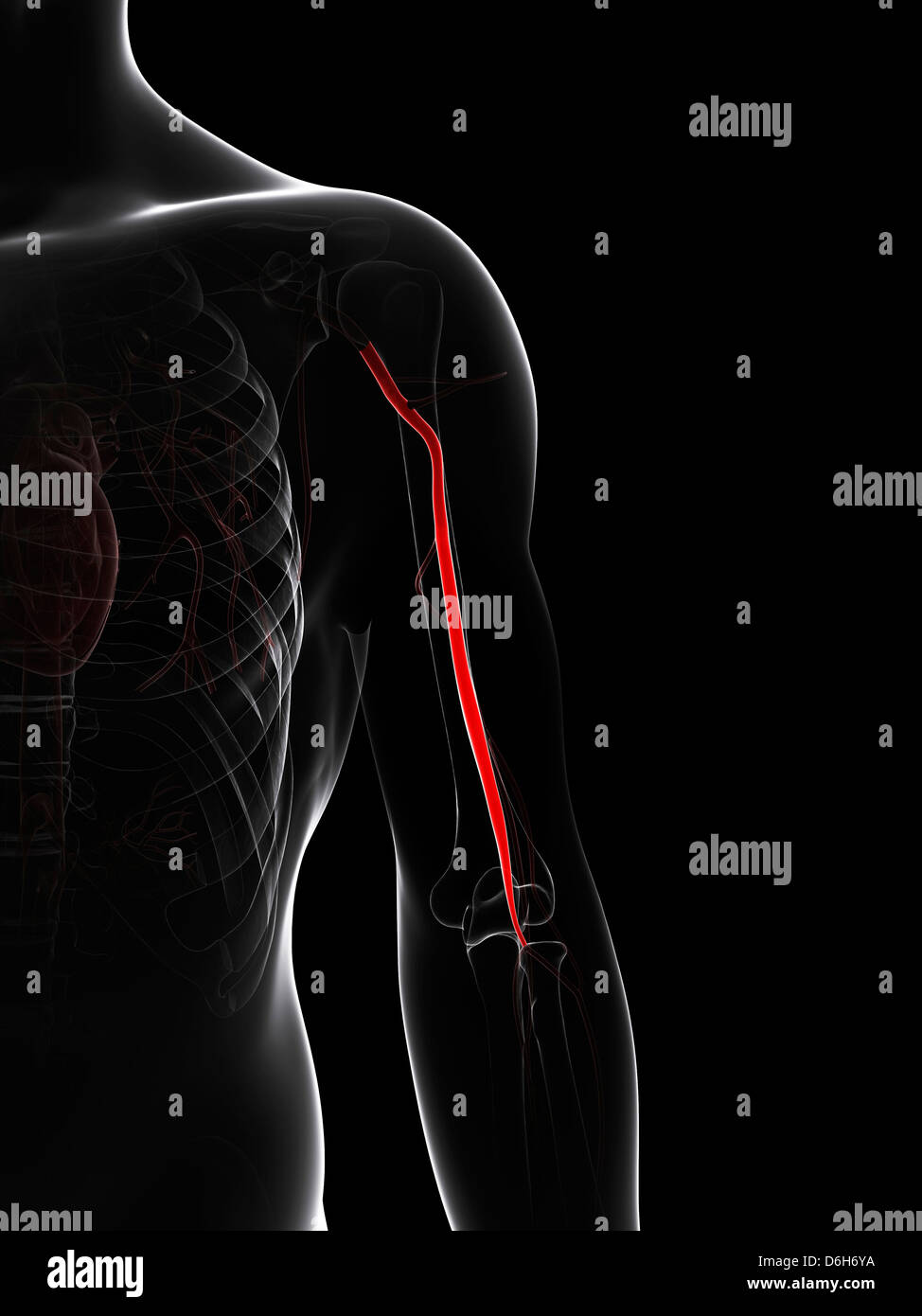 Left Arm Arteries