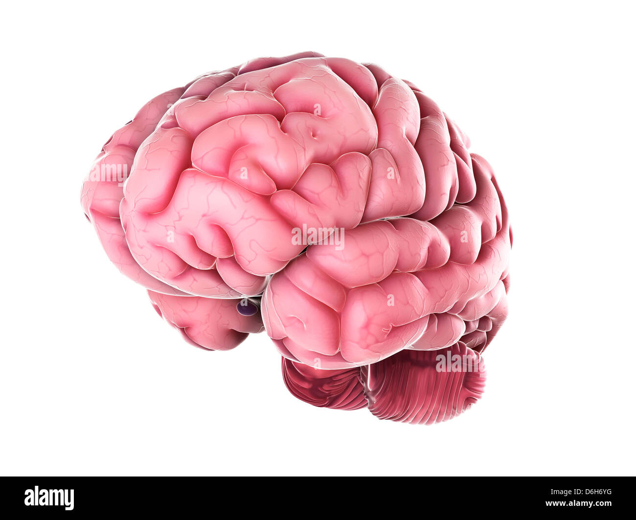 Human brain, artwork Stock Photo - Alamy