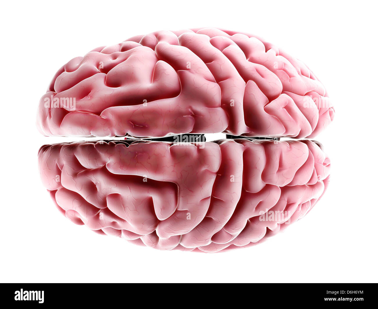 Human brain, artwork Stock Photo - Alamy