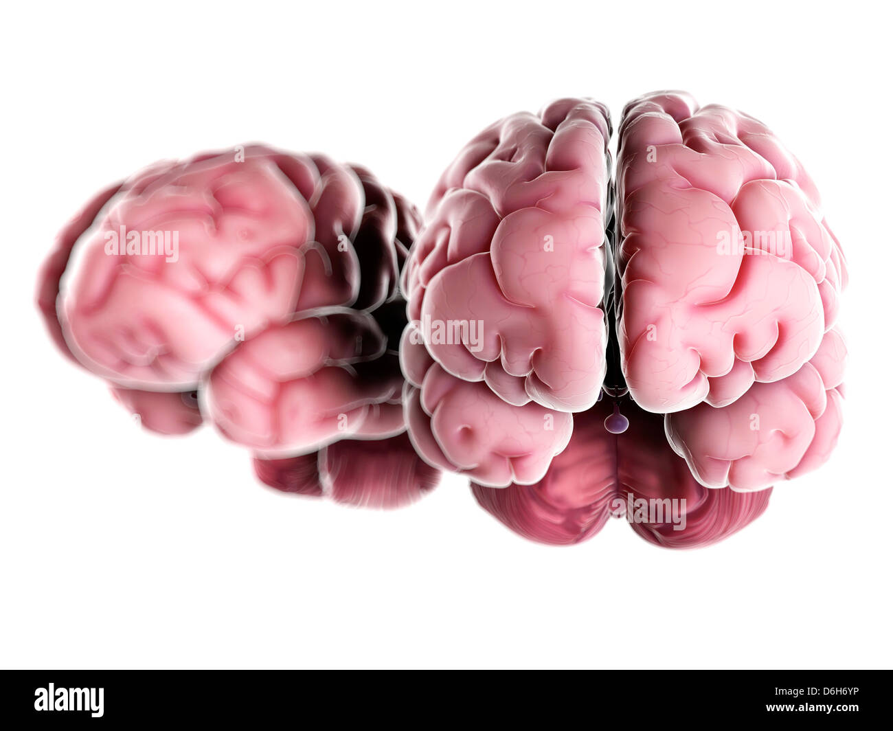 human brains, artwork Stock Photo - Alamy
