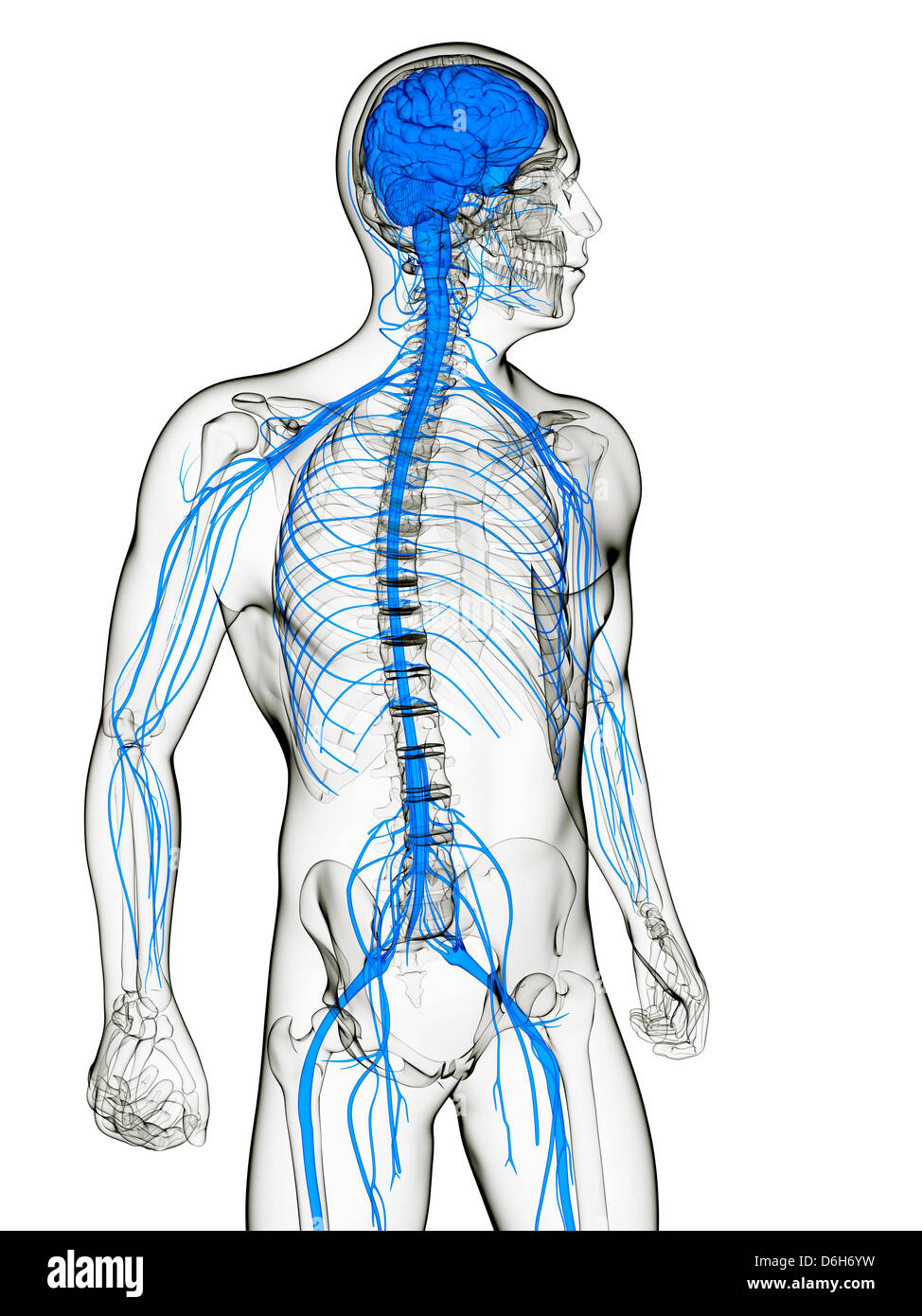 Nervous system, artwork Stock Photo - Alamy