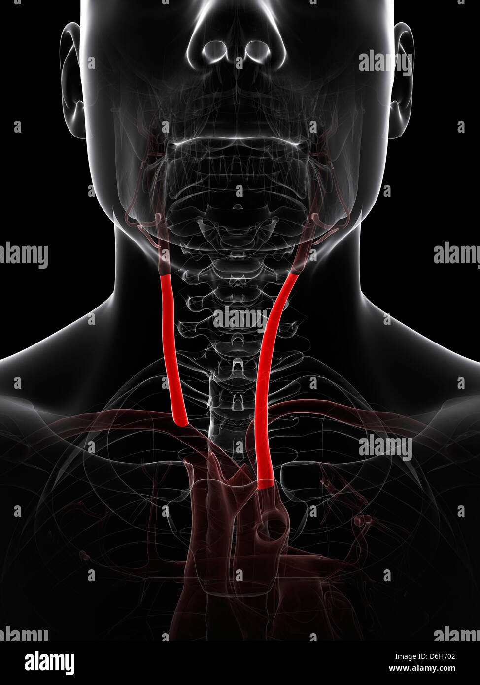 Neck arteries hi-res stock photography and images - Alamy