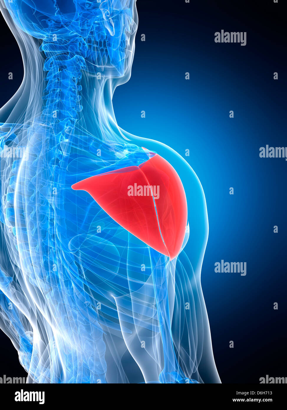 Shoulder muscle, artwork Stock Photo - Alamy