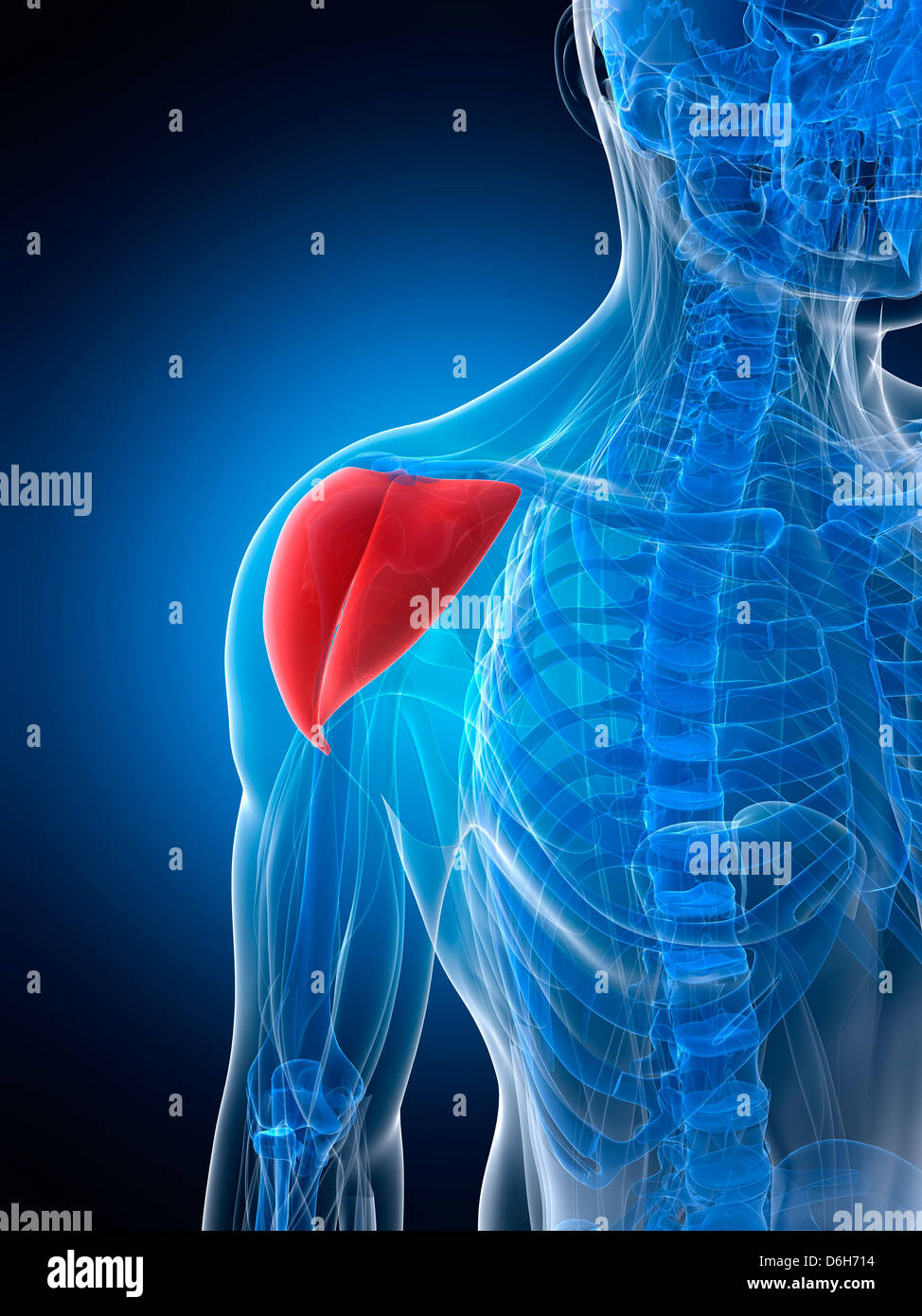 Shoulder muscle, artwork Stock Photo - Alamy