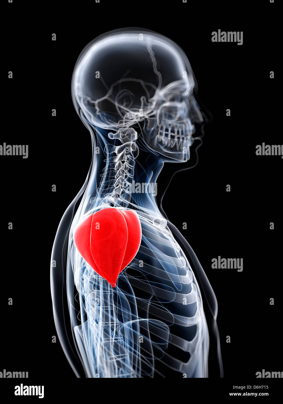 Shoulder muscle hi-res stock photography and images - Alamy