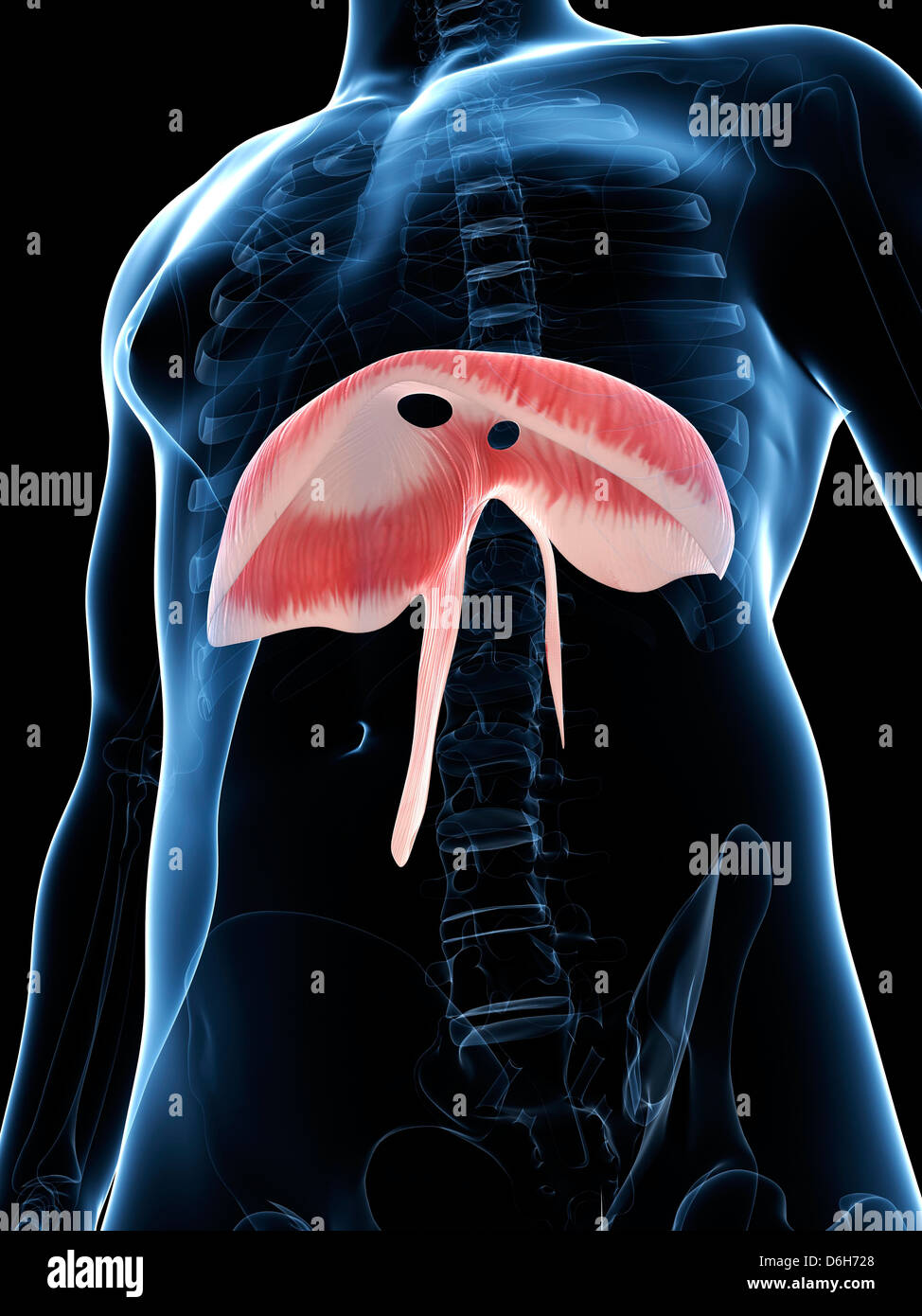 Diaphragm Artwork High Resolution Stock Photography and Images - Alamy
