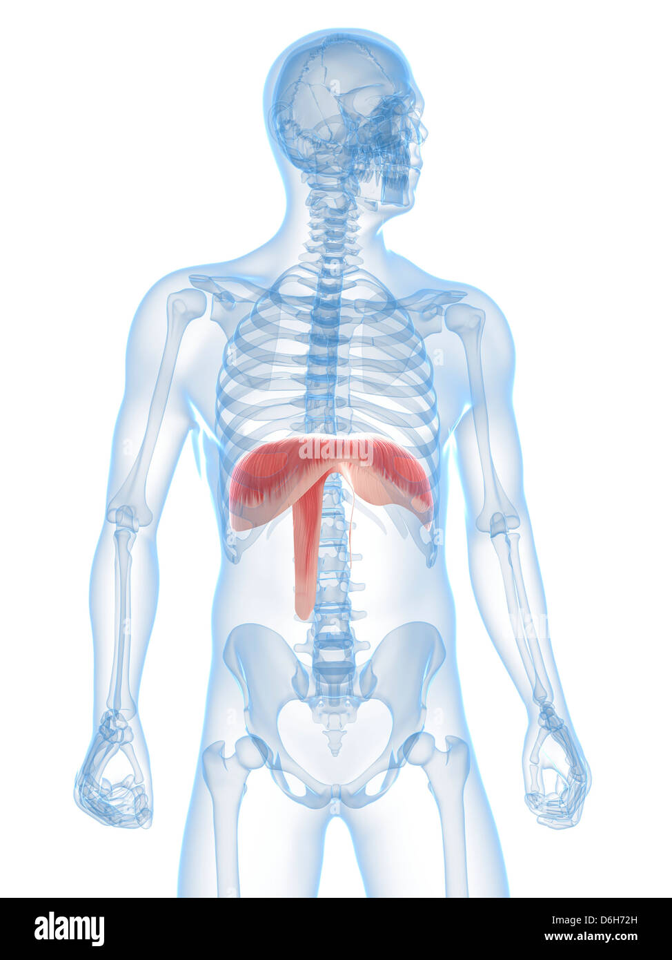 Diaphragm artwork hi-res stock photography and images - Alamy