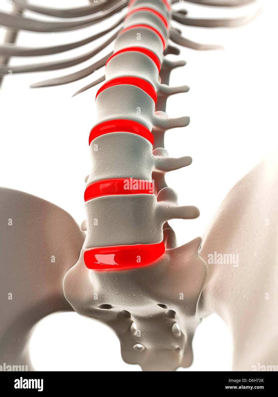 Human Spine High Resolution Stock Photography and Images - Alamy