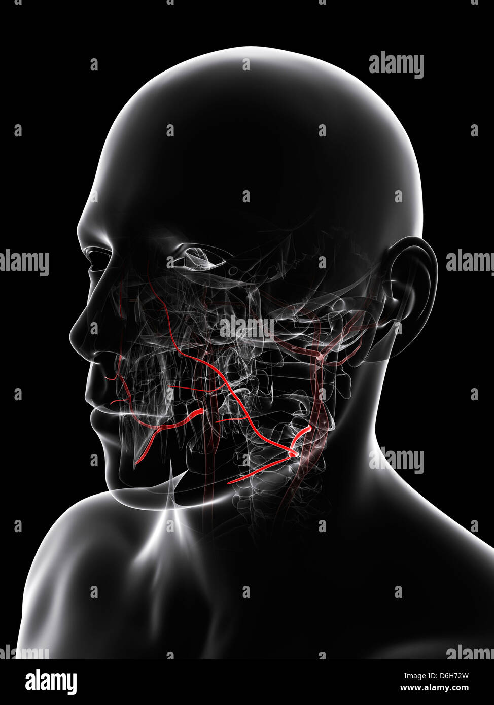 Facial artery hi-res stock photography and images - Alamy