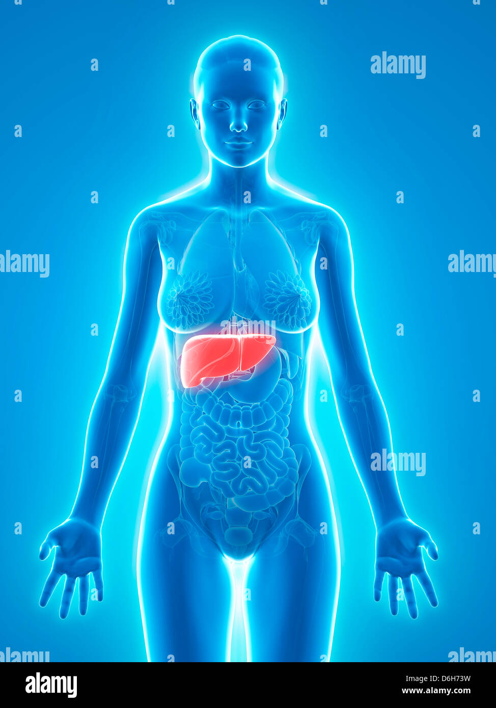 Healthy liver woman hi-res stock photography and images - Alamy